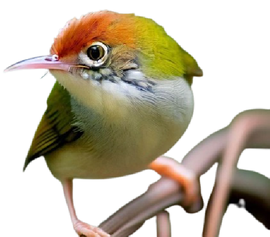 TunTuni | টুনটুনি